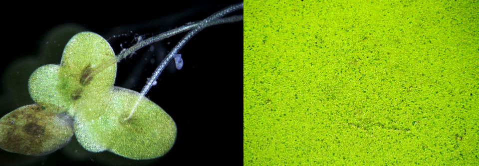 Duckweed - Food Safety Science